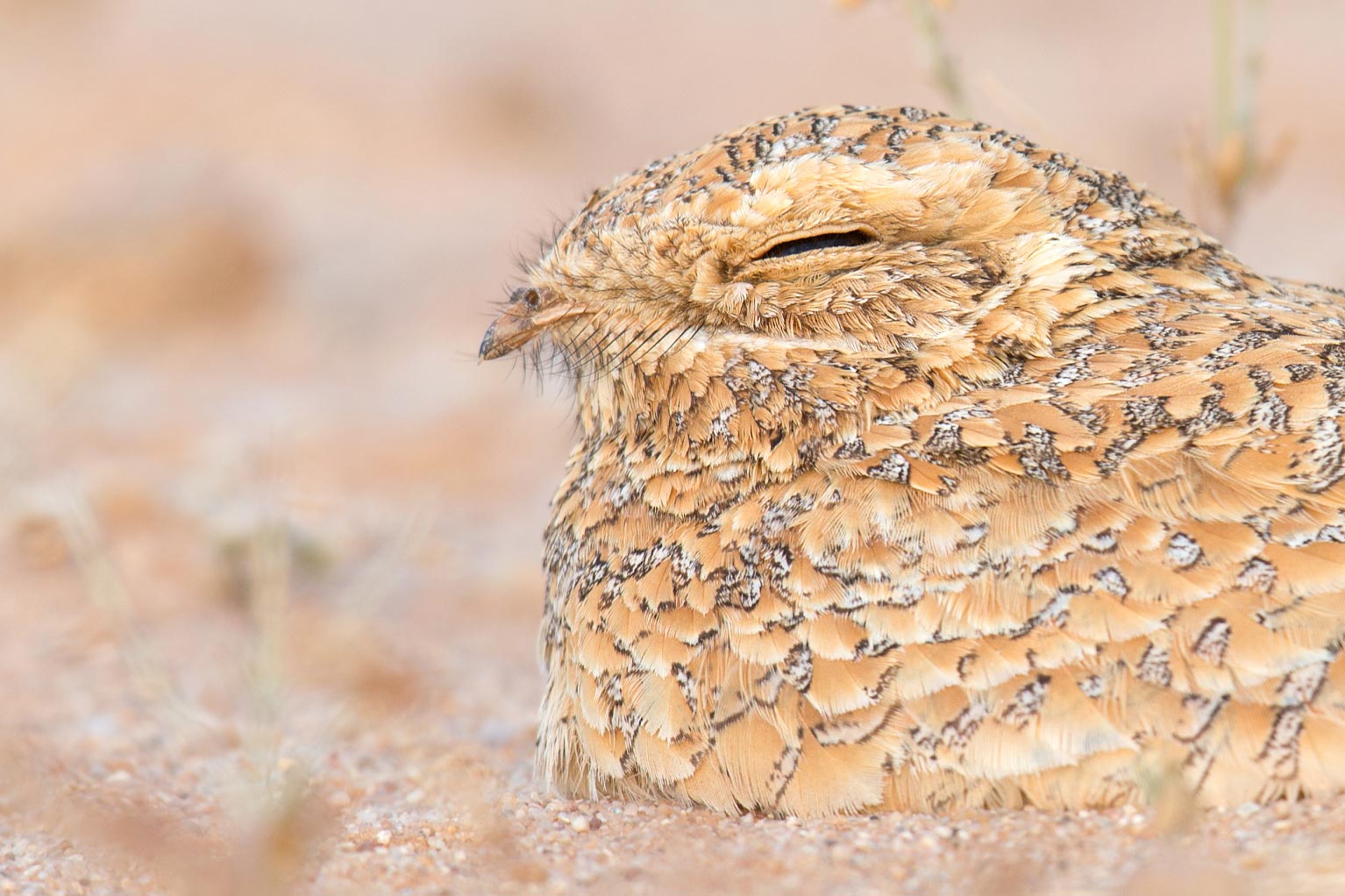 Confirmed breeding of Golden Nightjar in Western Sahara - BirdGuides