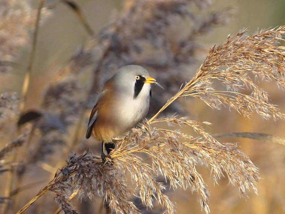 #LocalBigYear: cycling in Sussex - BirdGuides