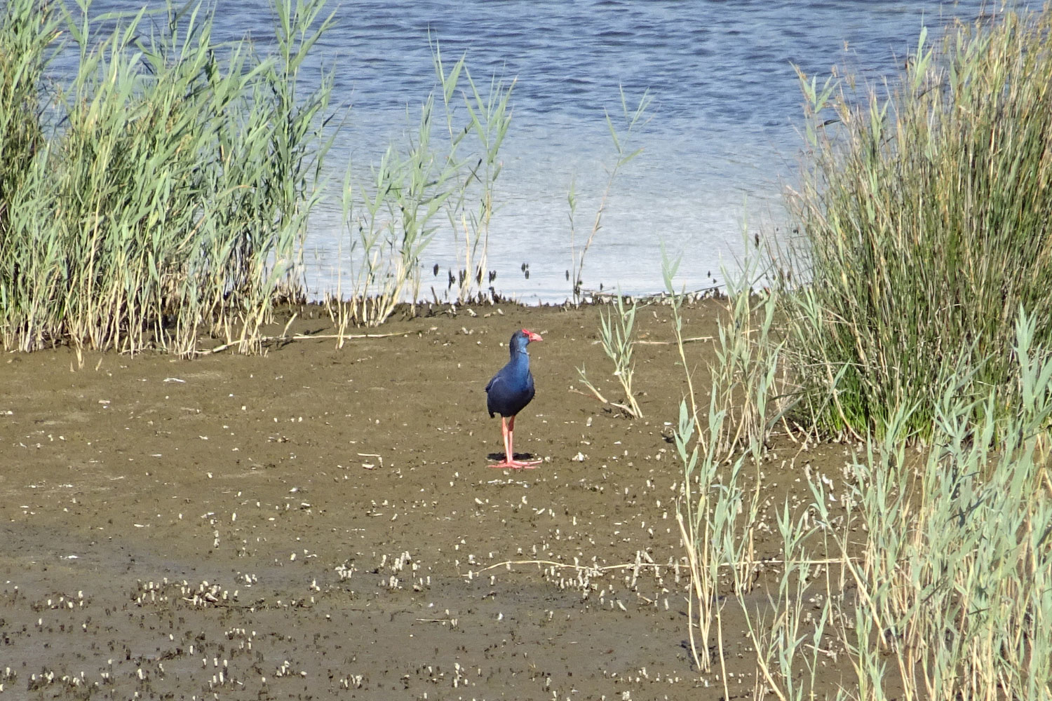 Western Swamphen in Suffolk – a new British bird? - BirdGuides
