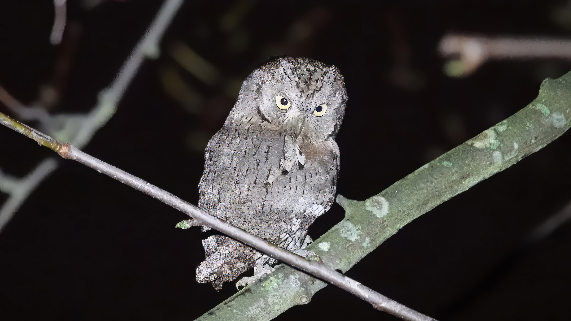 Rarity finders: Eurasian Scops Owl in Kent - BirdGuides