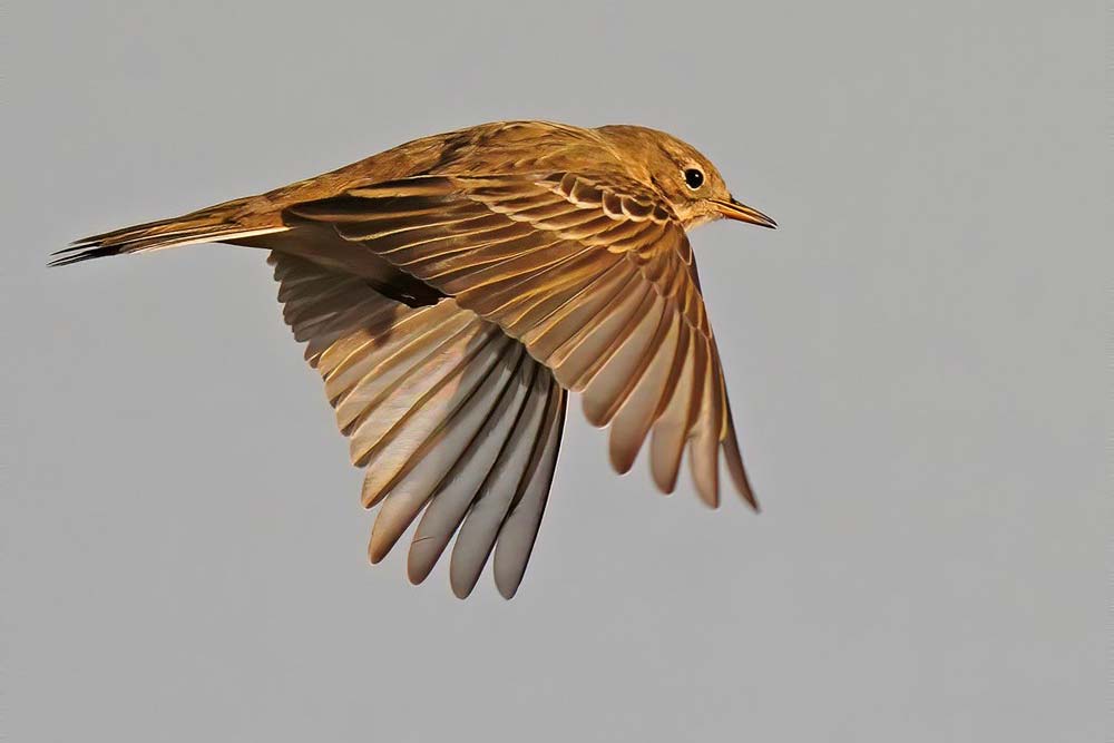 Visible migration at Spurn: autumn 2021 - BirdGuides