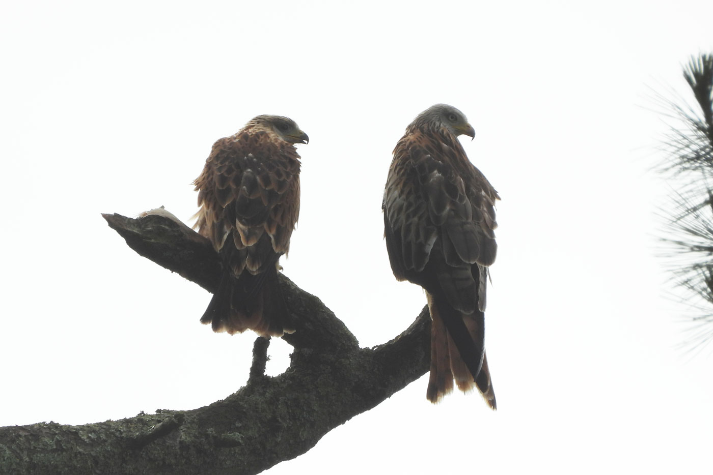 Red Kite breeds in Cornwall for first time in 170 years - BirdGuides