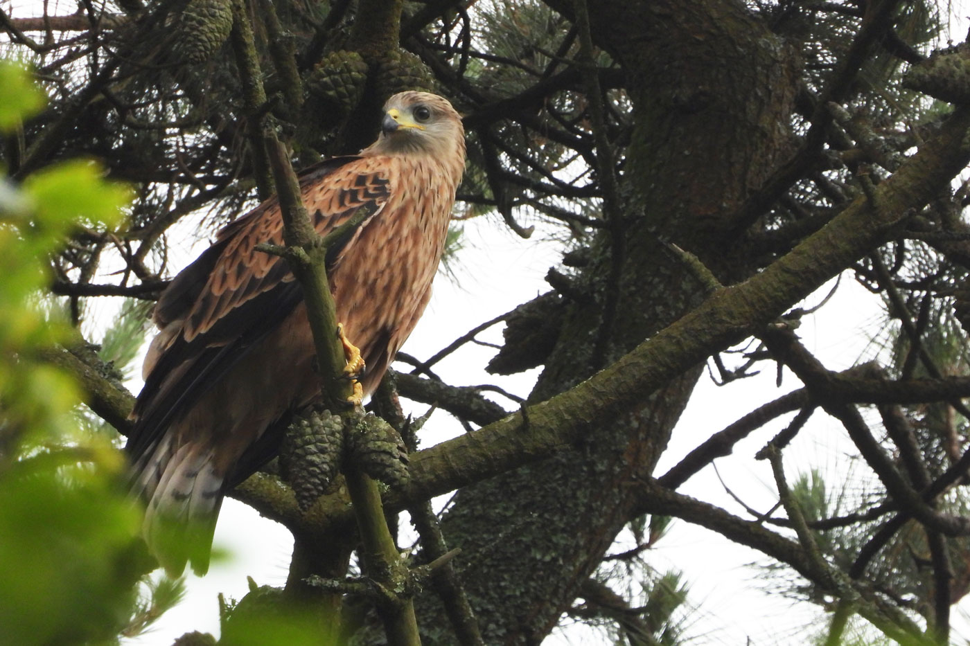Red Kite breeds in Cornwall for first time in 170 years - BirdGuides