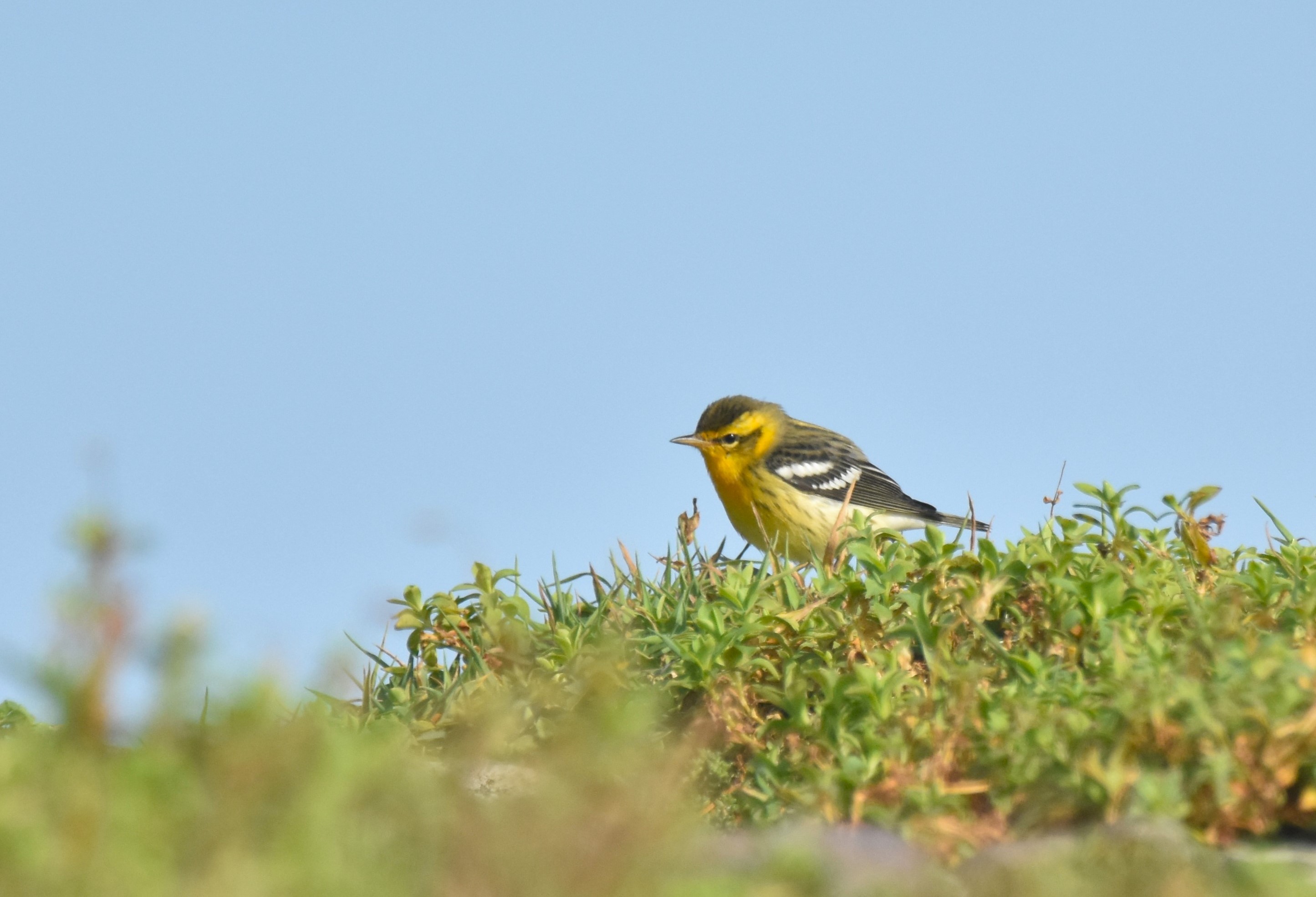 Rarity finders: Blackburnian Warbler in Co Kerry - BirdGuides