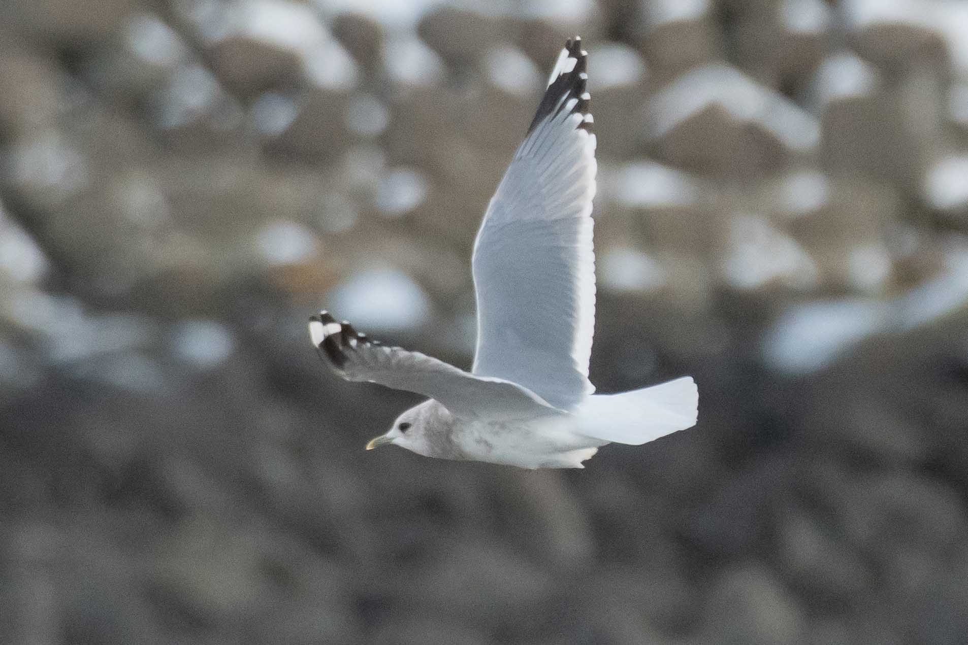 Rarity finders: Short-billed Gull in the Faroe Islands - BirdGuides