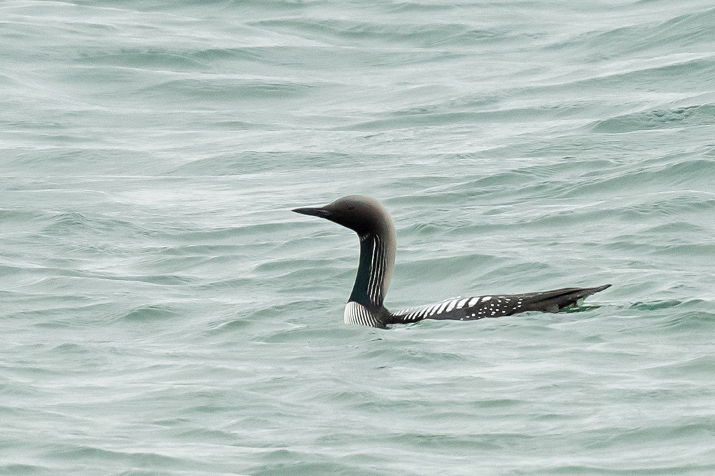 Rarity finders: Pacific Diver in Shetland - BirdGuides