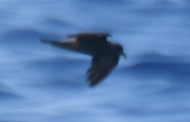 Matsudaira's Storm Petrel: a Western Palearctic first? - BirdGuides