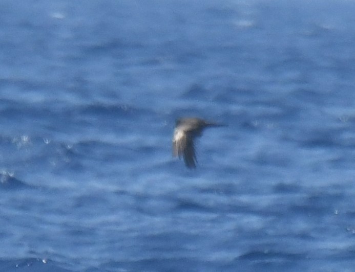 Matsudaira's Storm Petrel: a Western Palearctic first? - BirdGuides