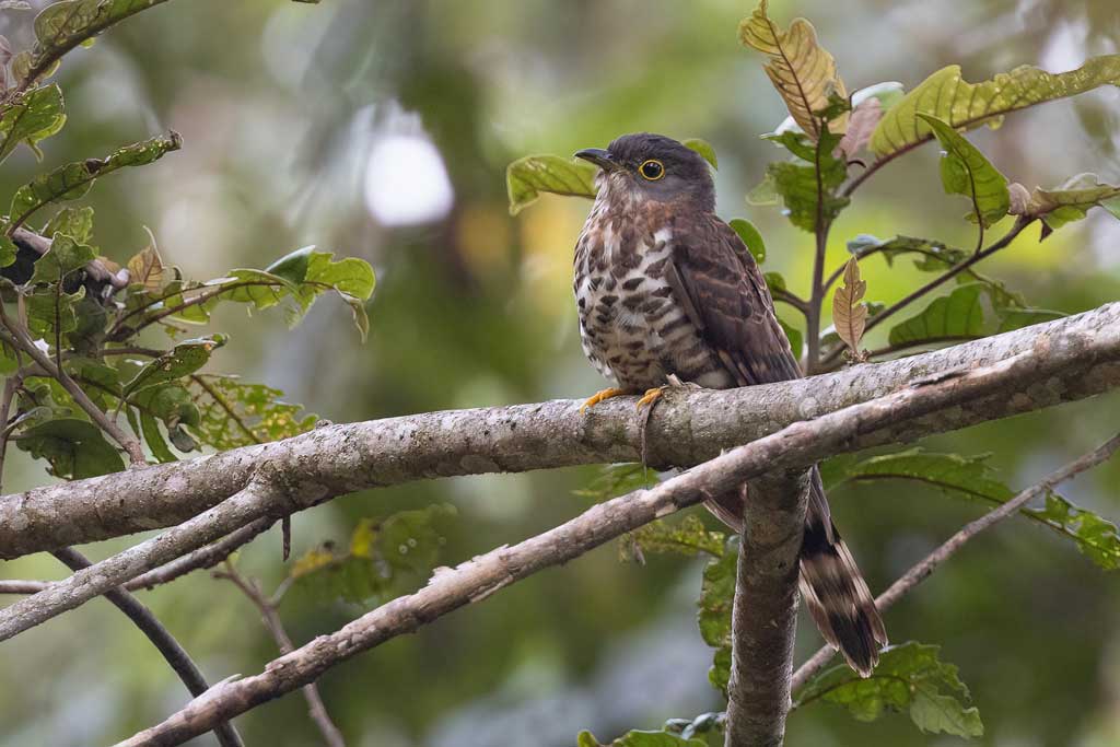 New hawk-cuckoo species described from Borneo - BirdGuides