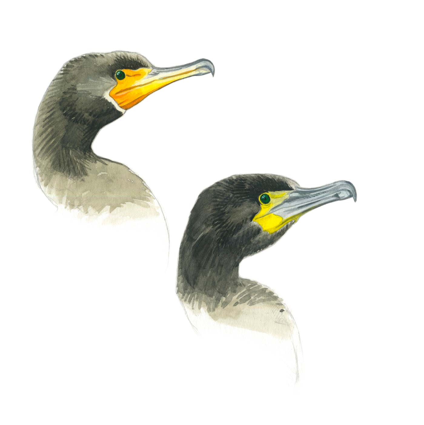 Rarity finders: Double-crested Cormorant in Co Leitrim - BirdGuides