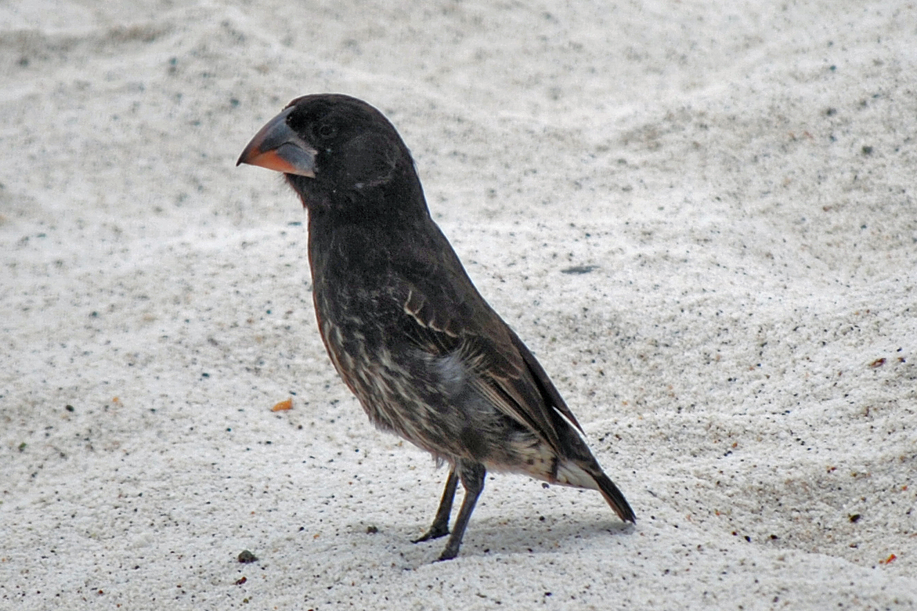 Scientists witness rapid evolution of new Darwin's finch species ...