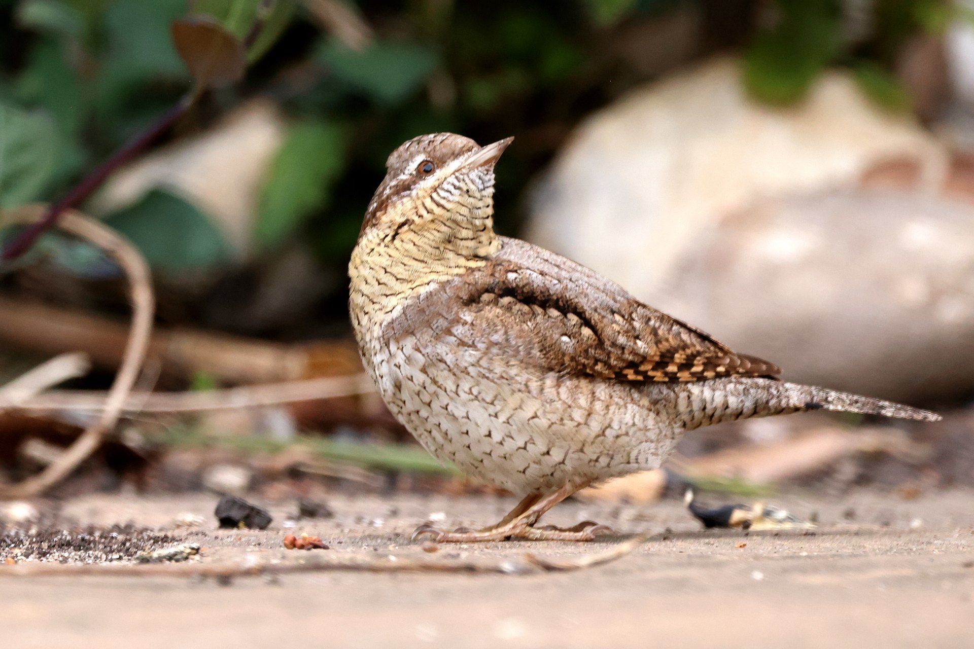 Dominic Mitchell: brief encounter - BirdGuides