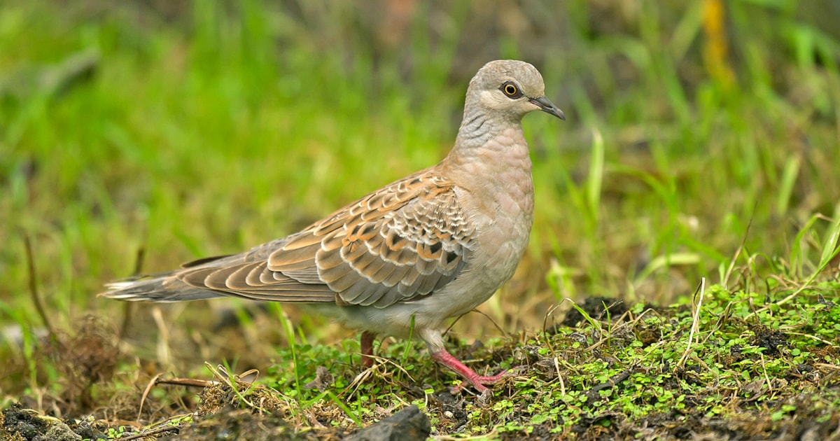 Where To Watch Birds: Wykeham Forest, North Yorkshire - BirdGuides