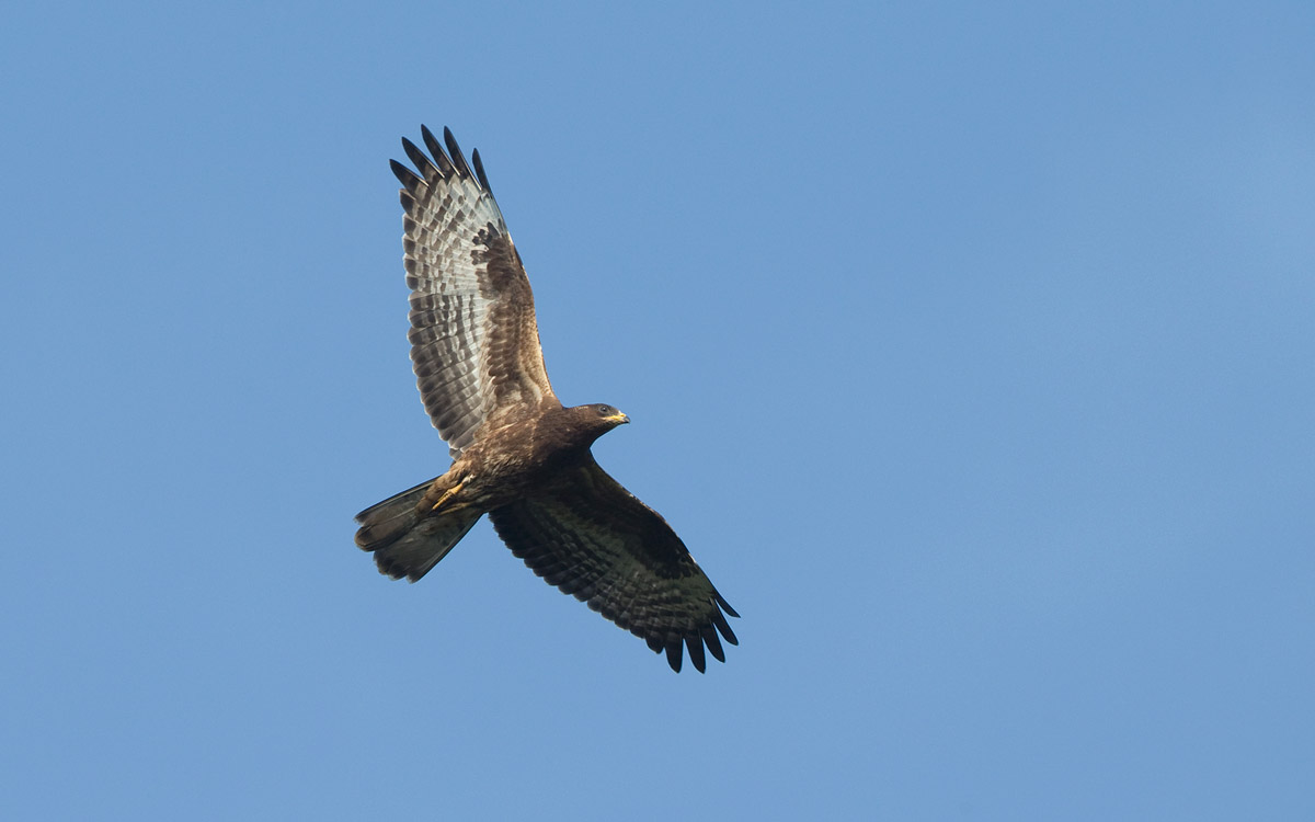 Focus on: European Honey Buzzard - BirdGuides