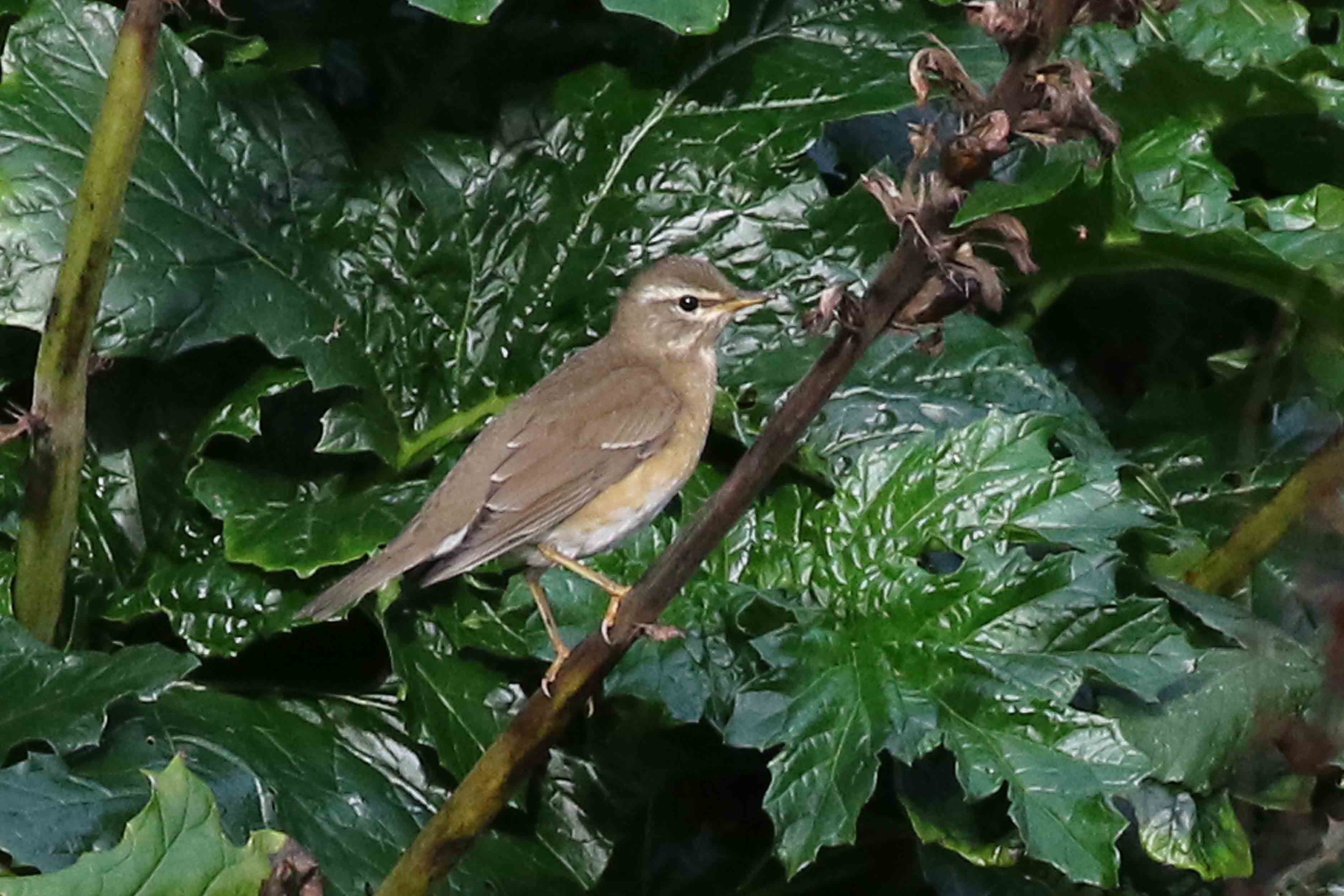 Rarity finders: Eyebrowed Thrush in the Isles of Scilly - BirdGuides