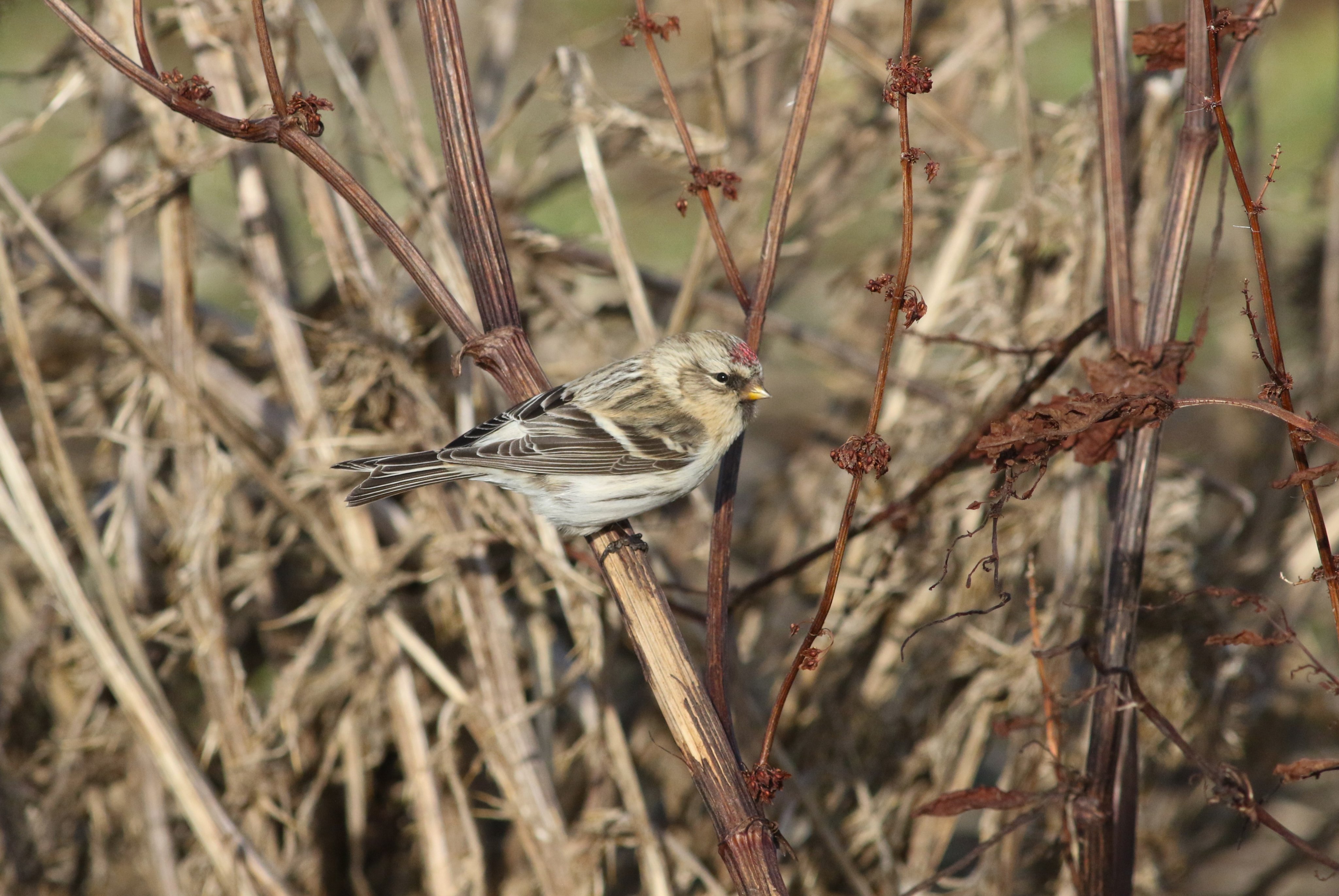 Review of the Week: 23-29 October 2023 - BirdGuides