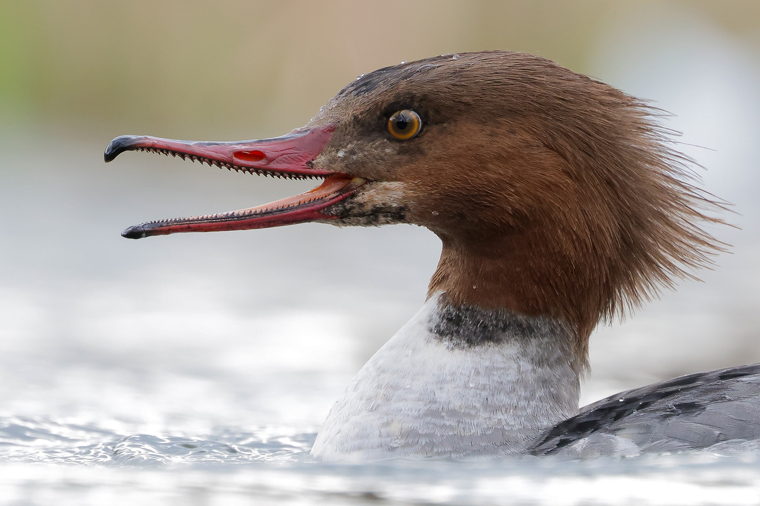 Photo of the Week: 4-10 March 2024 - BirdGuides