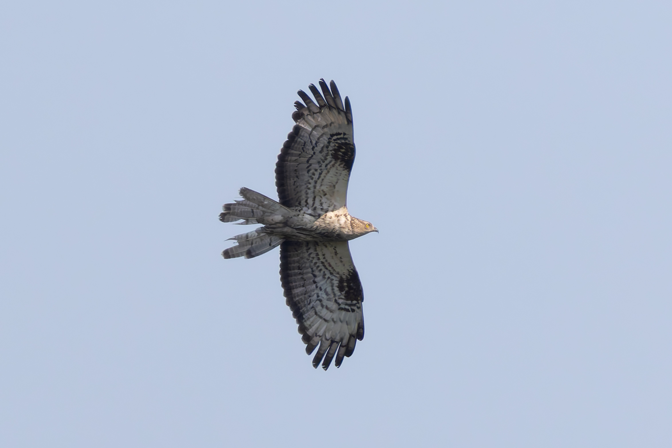 The 2024 European Honey Buzzard season in Sussex - BirdGuides