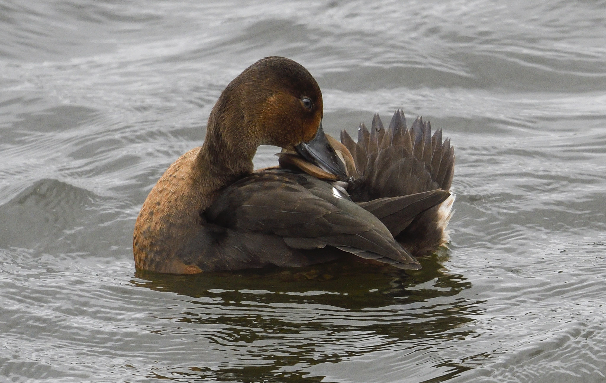 Review of the Week: 18-24 July 2022 - BirdGuides