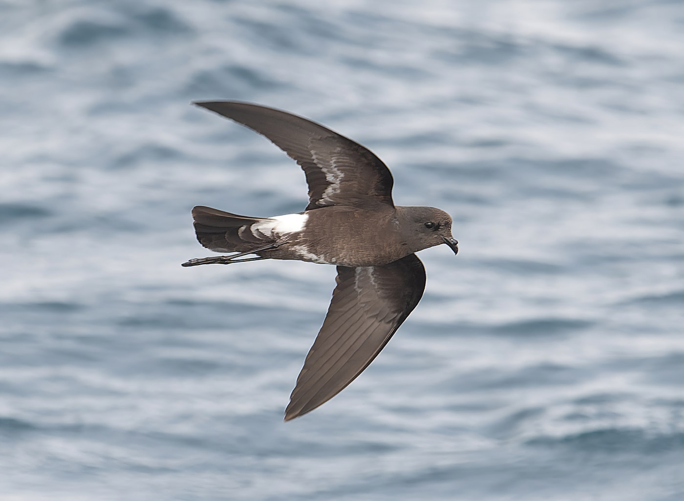 New species discovered in taxonomic review of Wilson's Storm Petrel ...