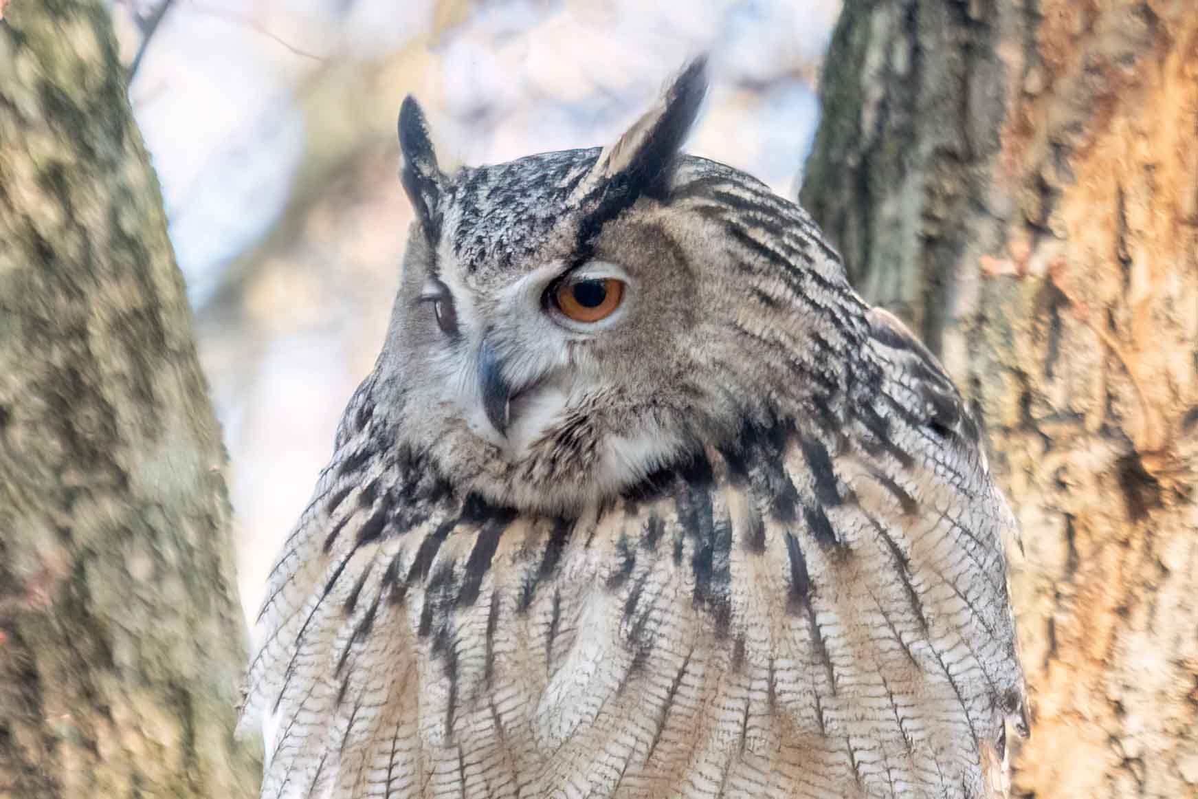 David Campbell: the Flaco theory - BirdGuides