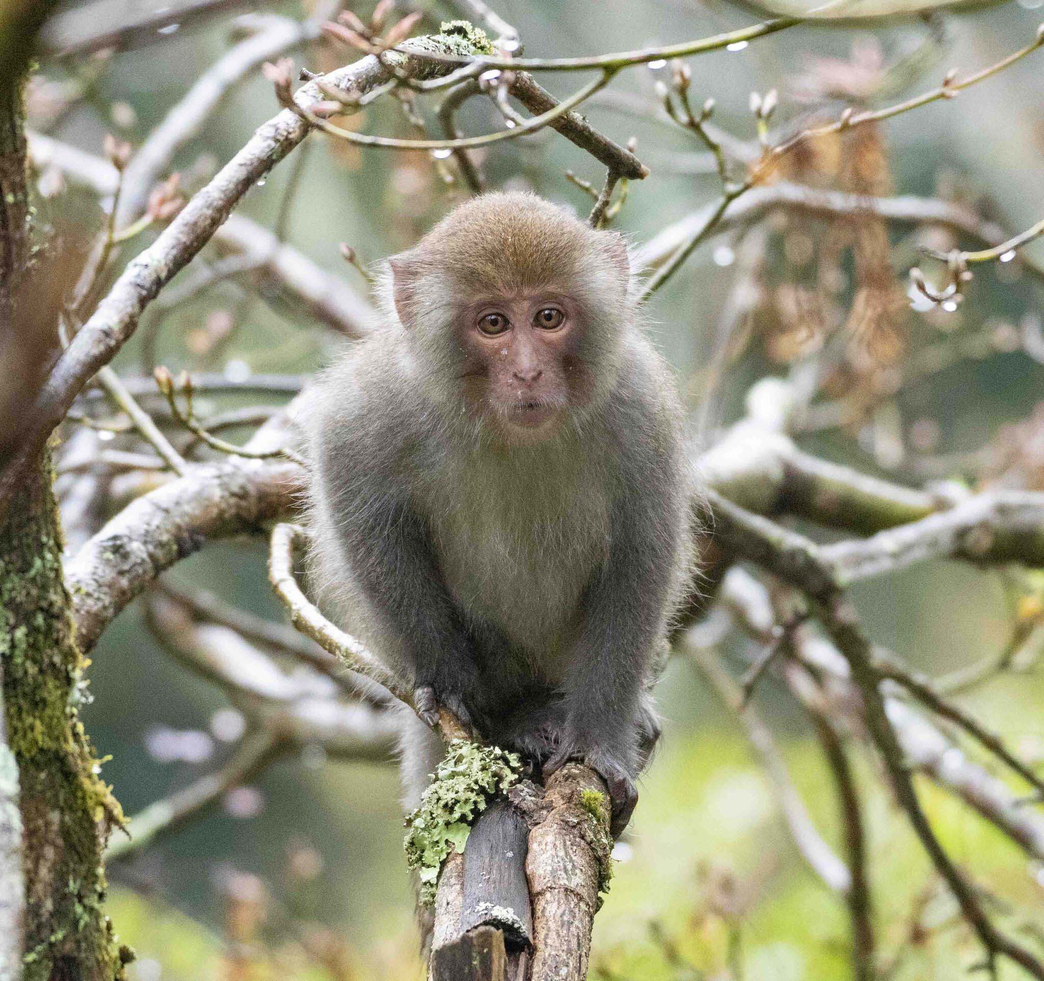 The mammals of Taiwan - BirdGuides