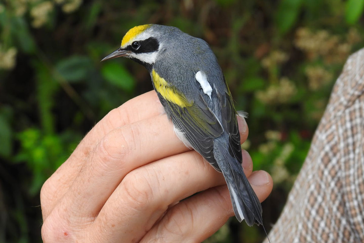 Surprising migration strategy of Golden-winged Warbler revealed - BirdGuides