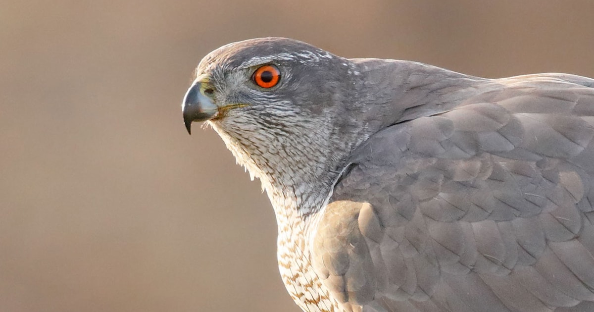 Eurasian Sparrowhawk and Northern Goshawk photo ID guide - BirdGuides