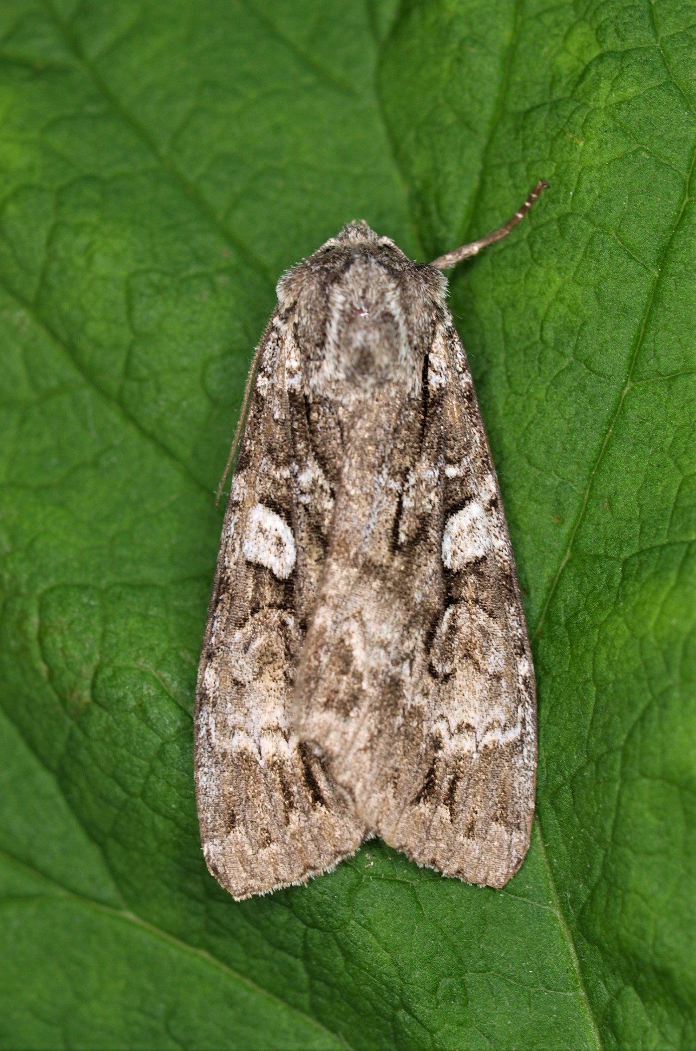 Moth and butterfly news: July 2021 - BirdGuides