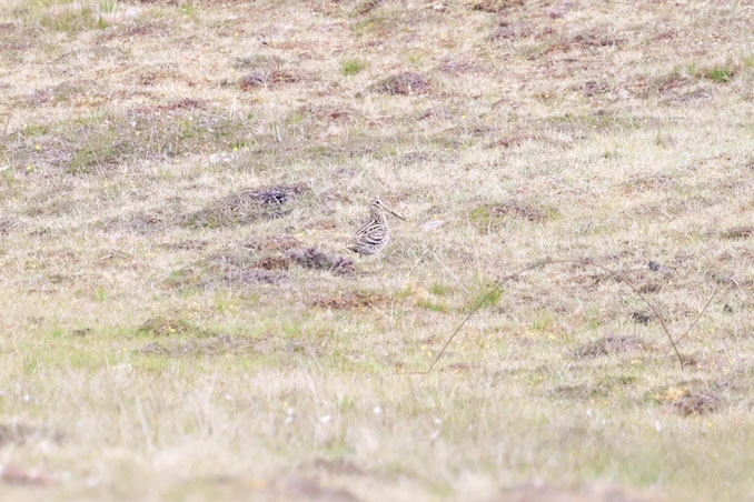 Rarity finders: Great Snipe in Shetland - BirdGuides