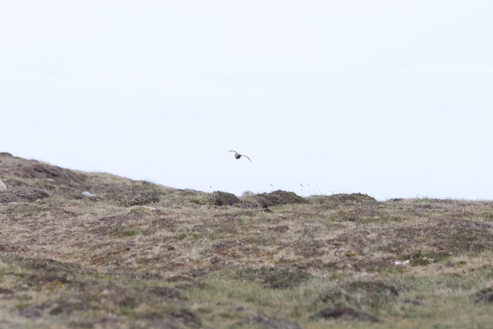 Rarity finders: Great Snipe in Shetland - BirdGuides