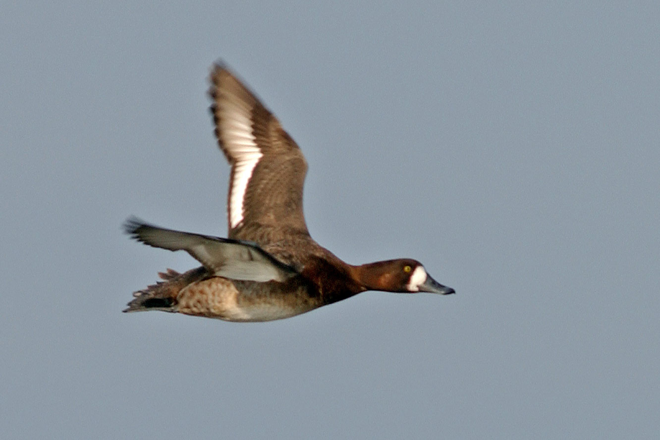 Tufted Duck, Greater Scaup and Lesser Scaup photo ID guide - BirdGuides