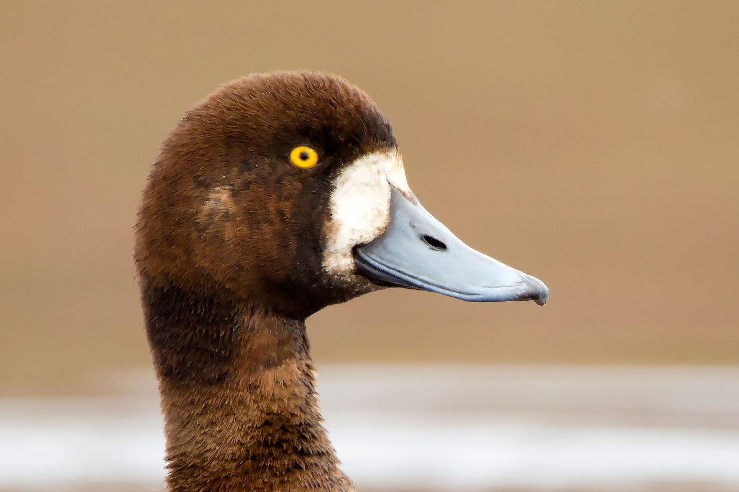 Tufted Duck, Greater Scaup and Lesser Scaup photo ID guide - BirdGuides
