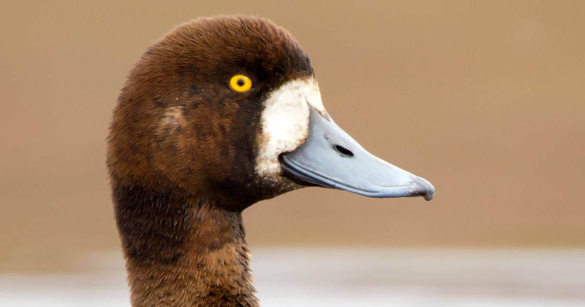 Tufted Duck, Greater Scaup and Lesser Scaup photo ID guide - BirdGuides