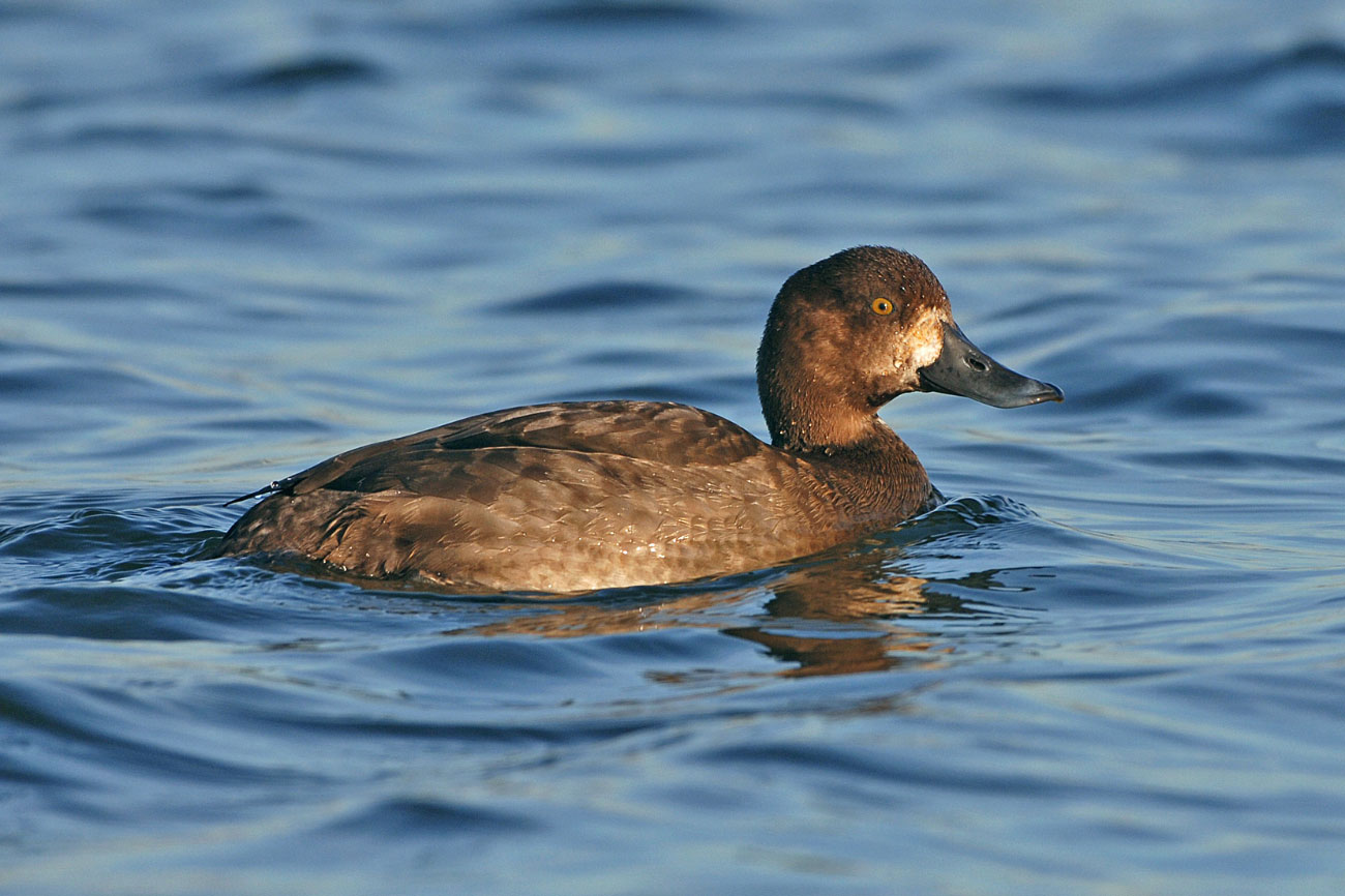 Tufted Duck, Greater Scaup and Lesser Scaup photo ID guide - BirdGuides