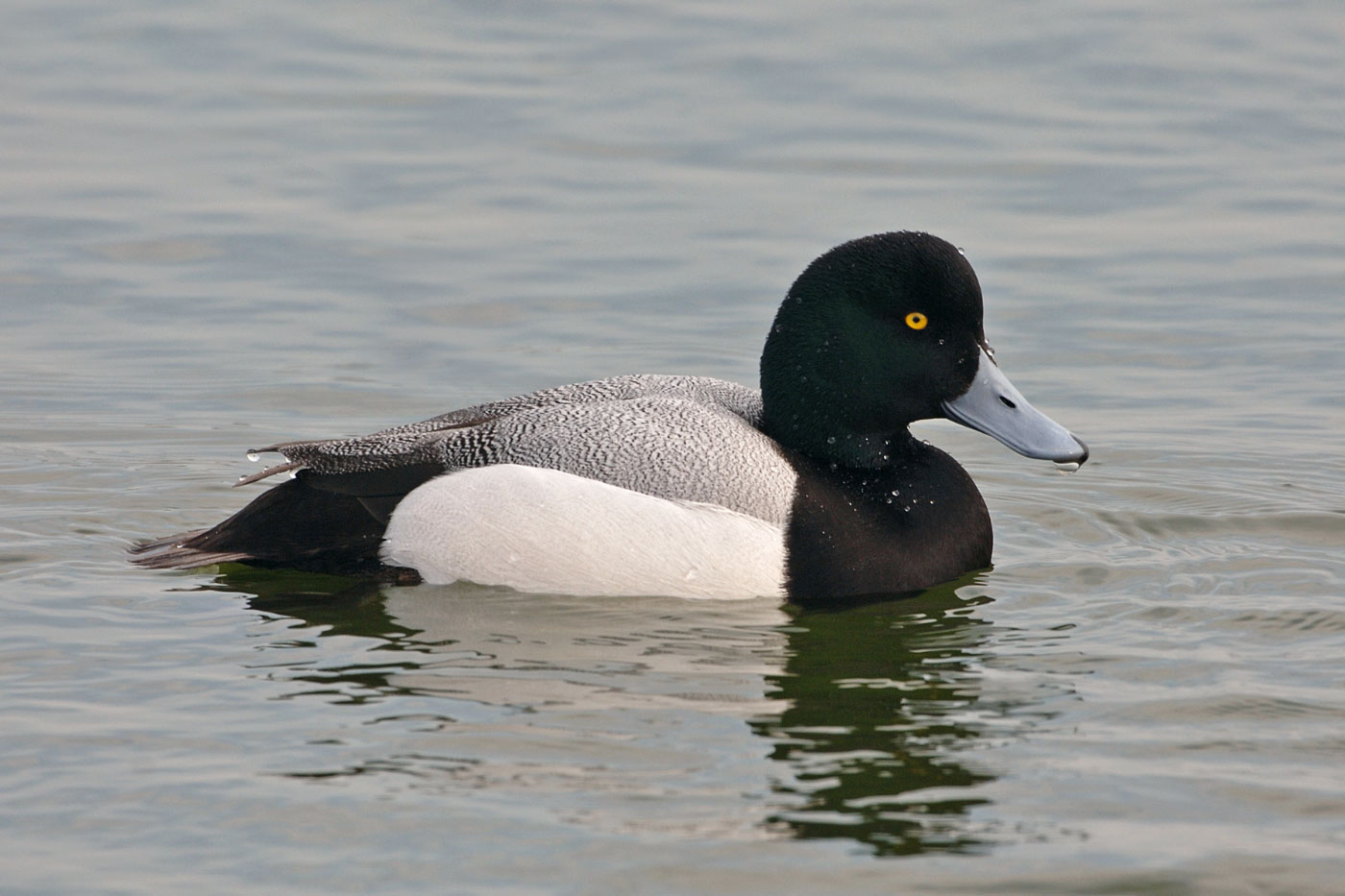Tufted Duck, Greater Scaup and Lesser Scaup photo ID guide - BirdGuides