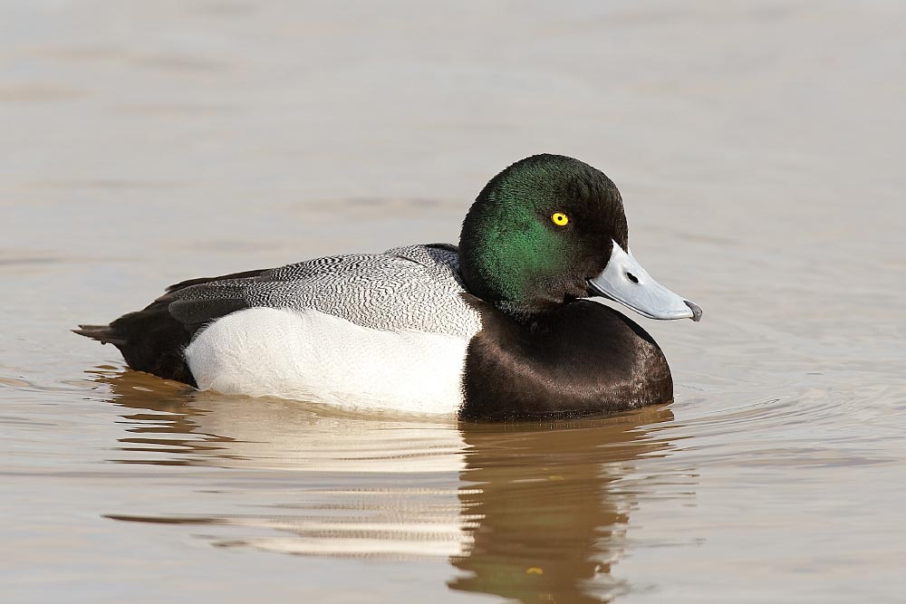 Bycatch driving Greater Scaup decline in Europe - BirdGuides