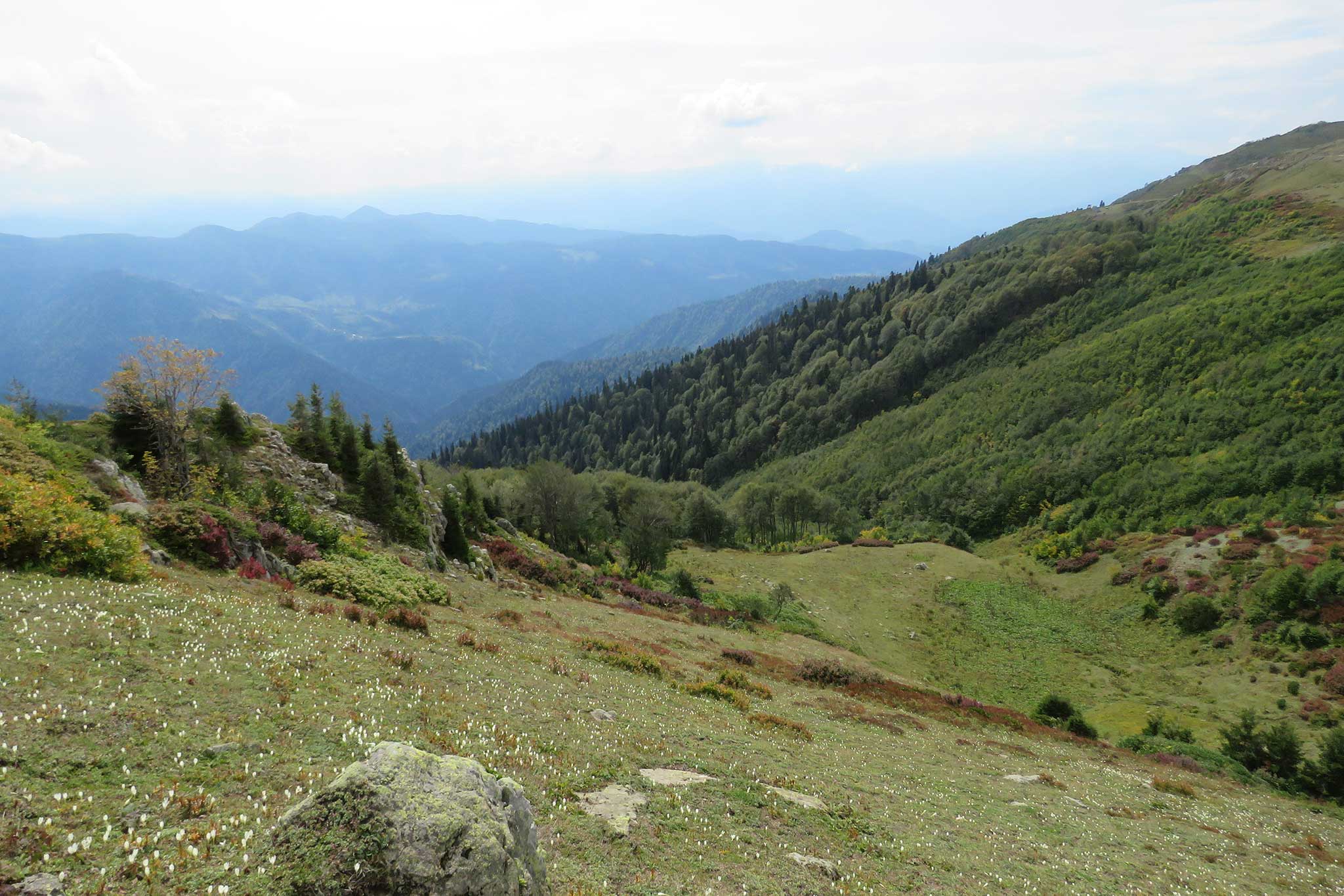 Georgia: raptor rapture - BirdGuides