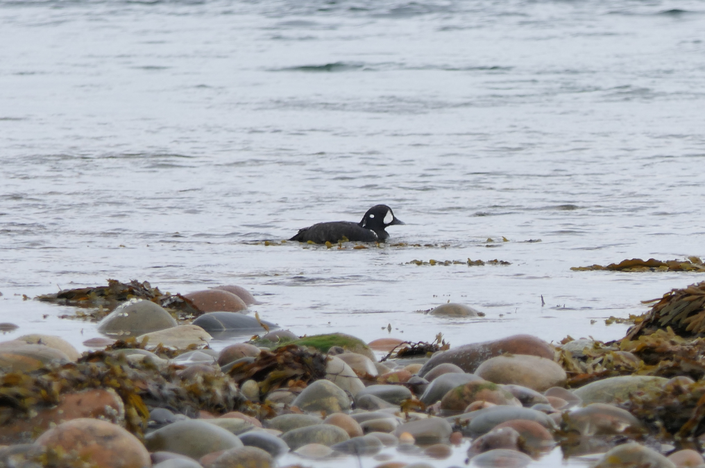 Rarity finders: Harlequin Duck in Highland - BirdGuides
