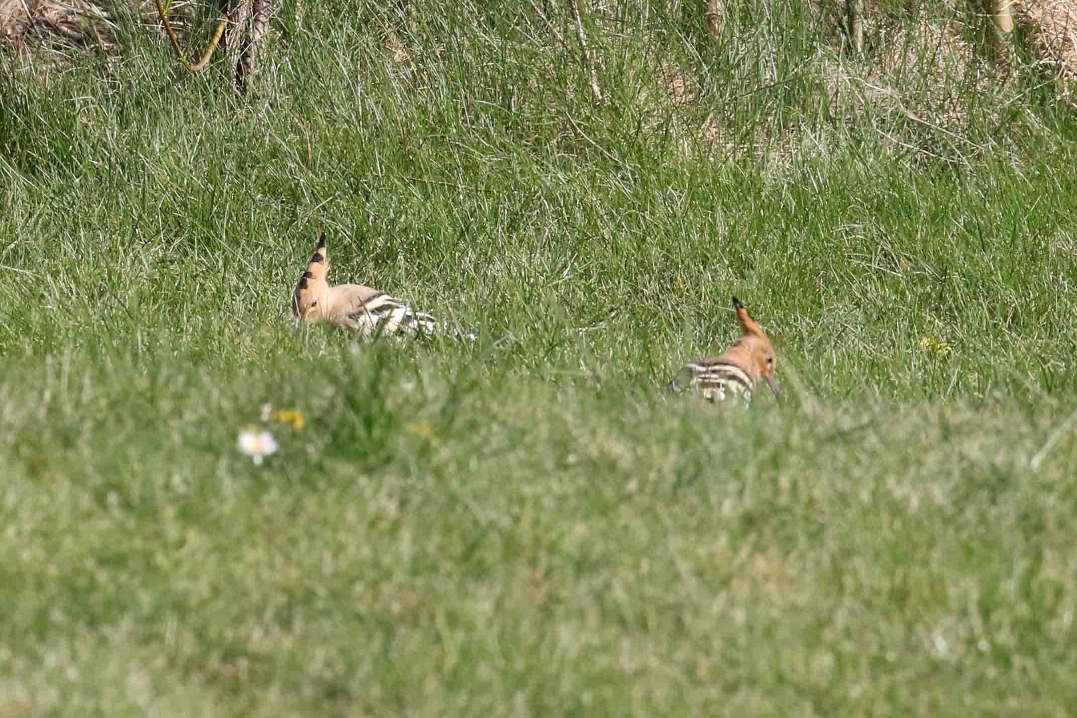 A spring fall for the ages - BirdGuides