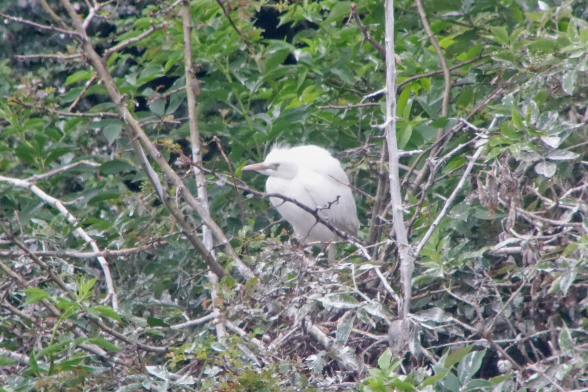 Hybrid Little × Western Cattle Egret in Cumbria - BirdGuides