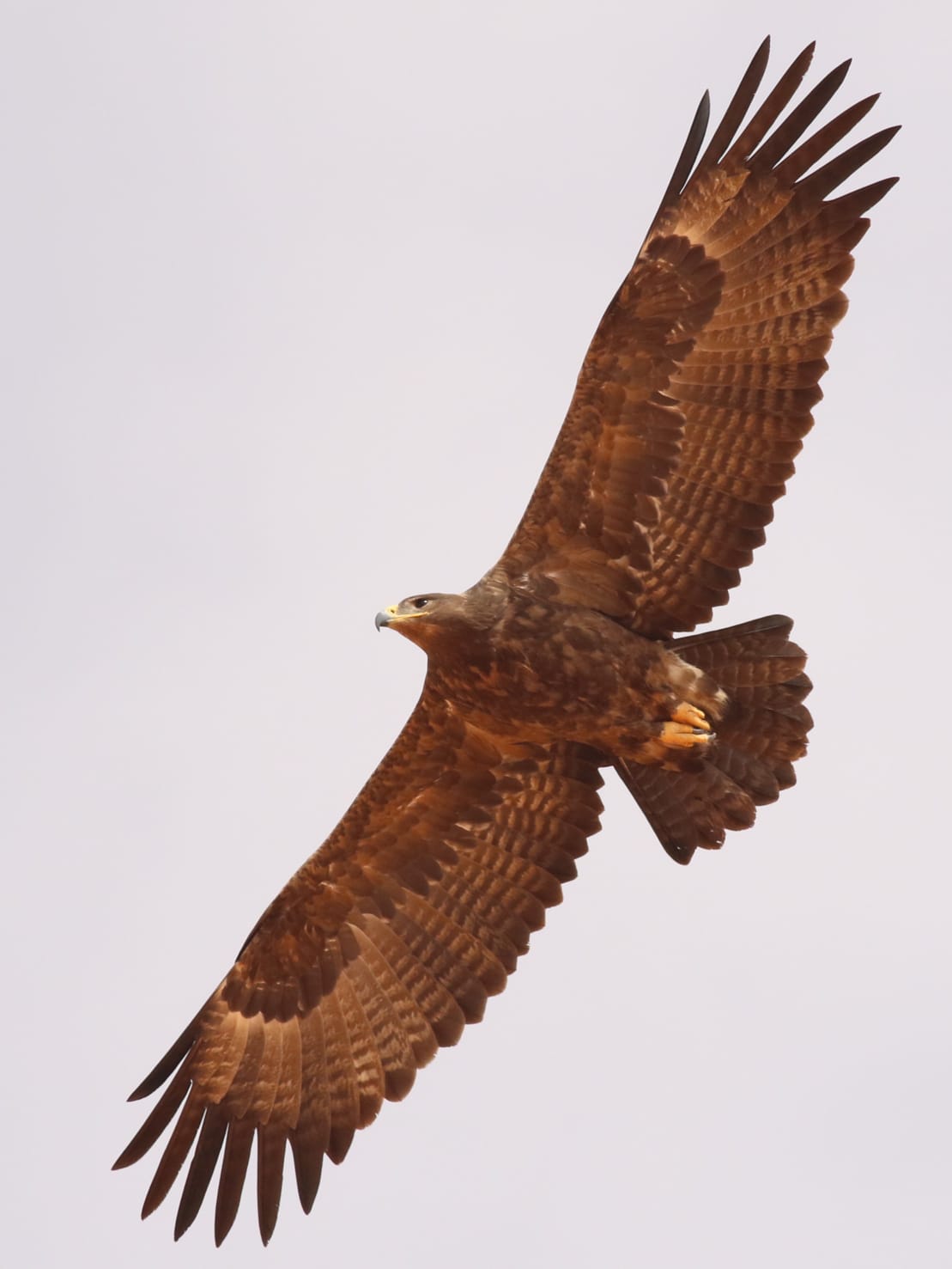 Autumn migration in Saudi Arabia - BirdGuides