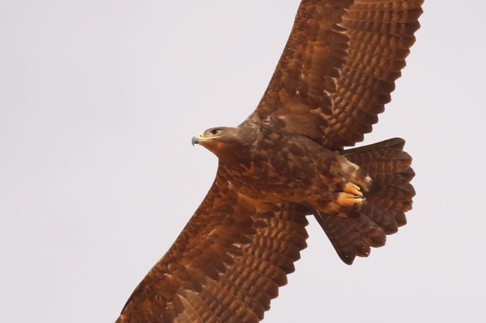 Autumn migration in Saudi Arabia - BirdGuides