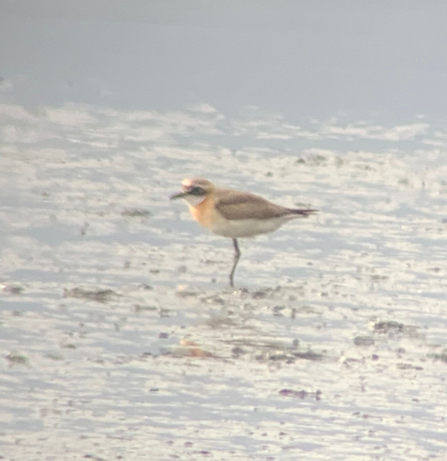 Rarity finders: Lesser Sand Plover in Kent - BirdGuides