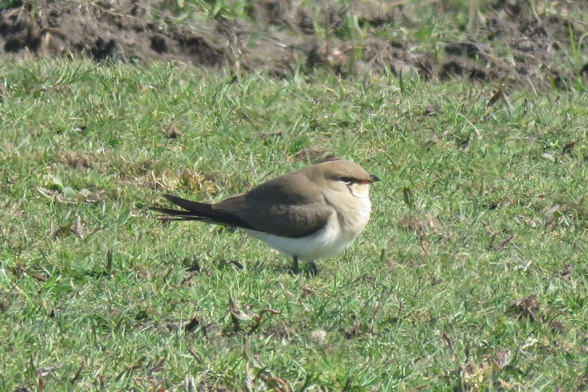Catching up with a Collared Pratincole - BirdGuides