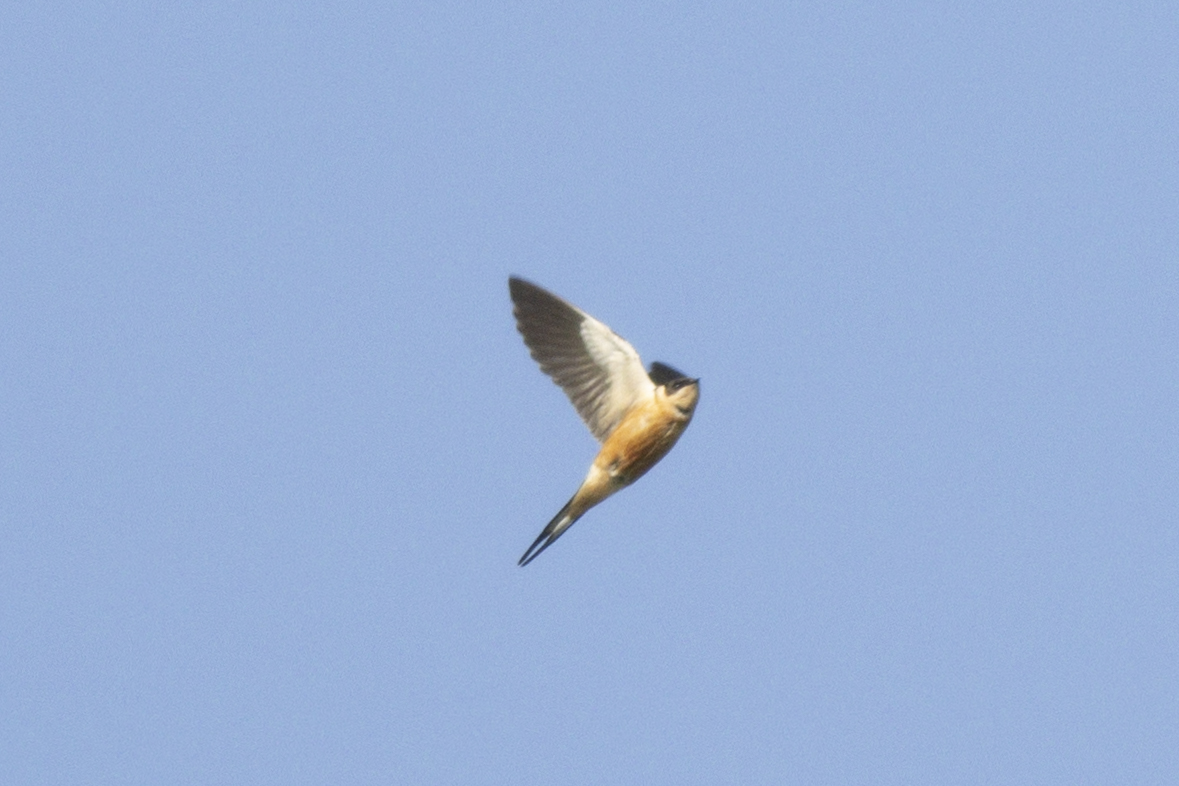 Rarity finders: Red-breasted Swallow in Denmark - BirdGuides