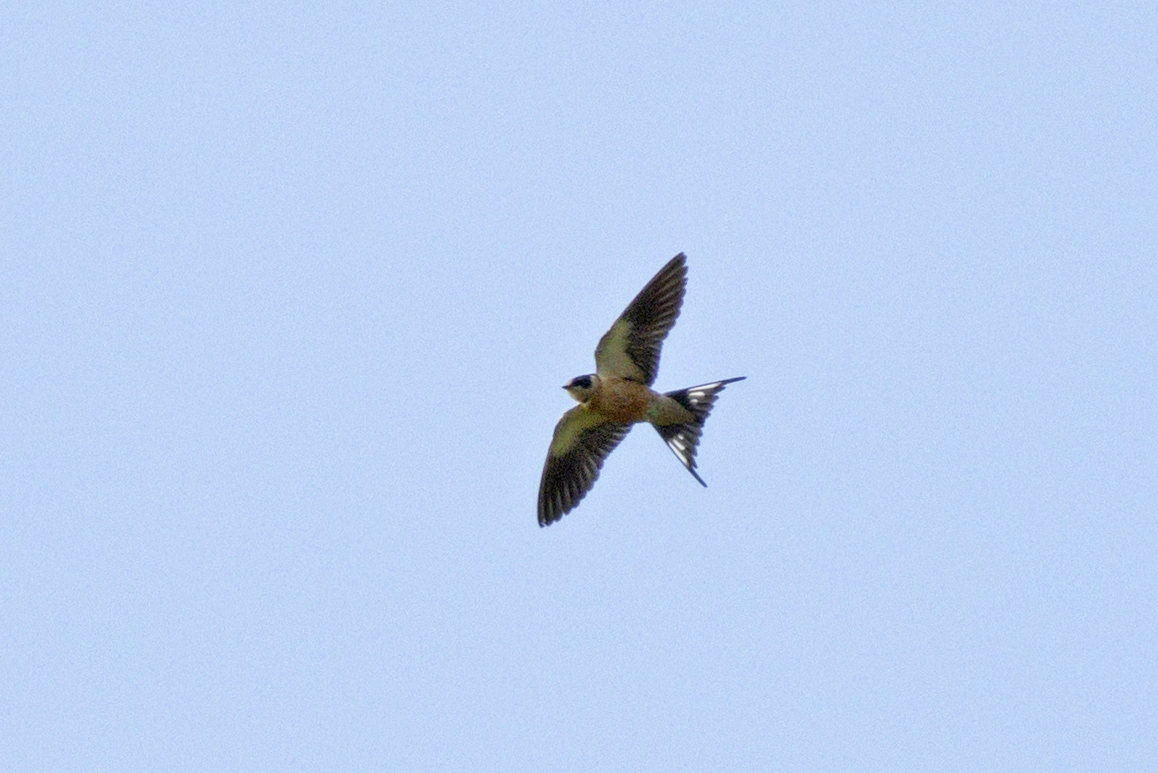 Rarity finders: Red-breasted Swallow in Denmark - BirdGuides