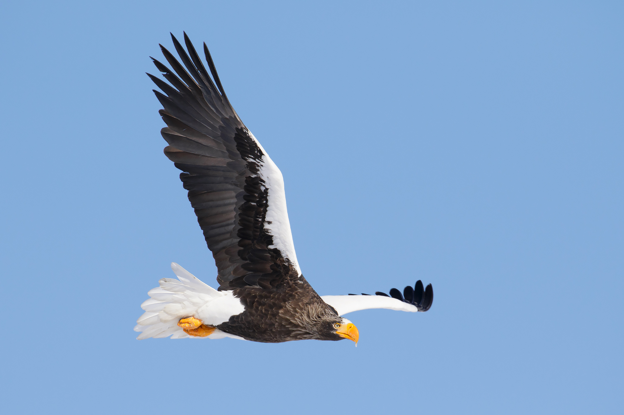 Winter birding on Hokkaido - BirdGuides