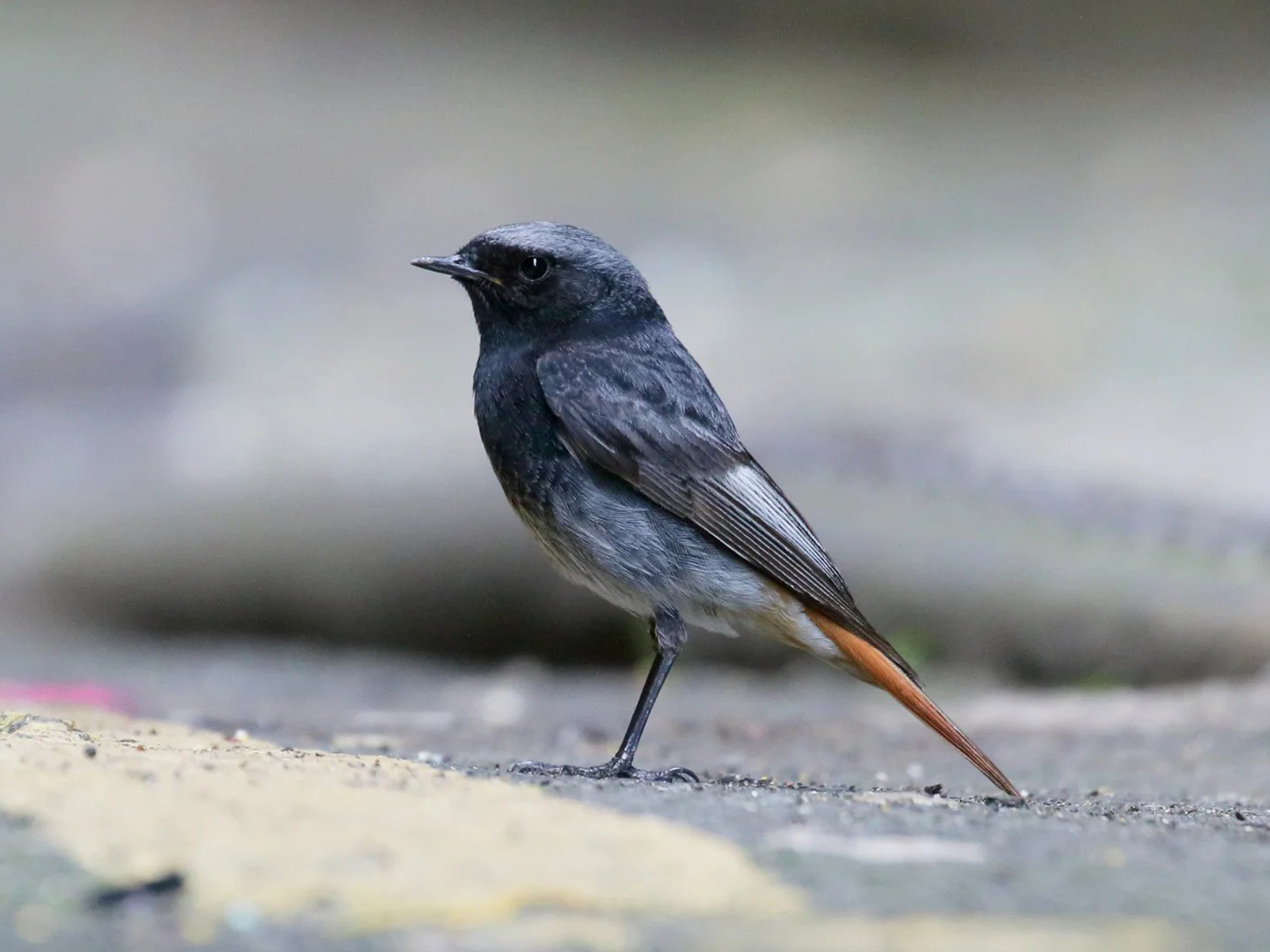 Eating faeces helps migratory birds - BirdGuides