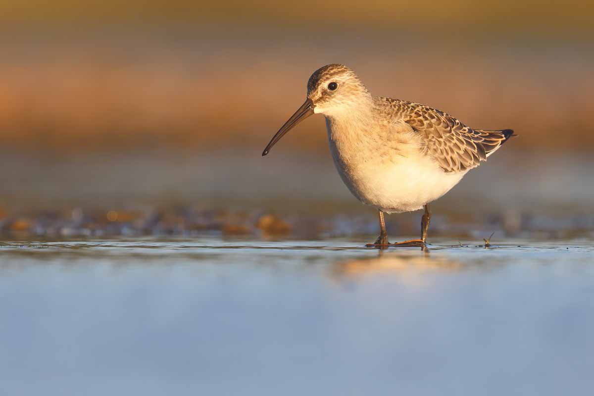 Review of the Week: 30 August-4 September 2022 - BirdGuides